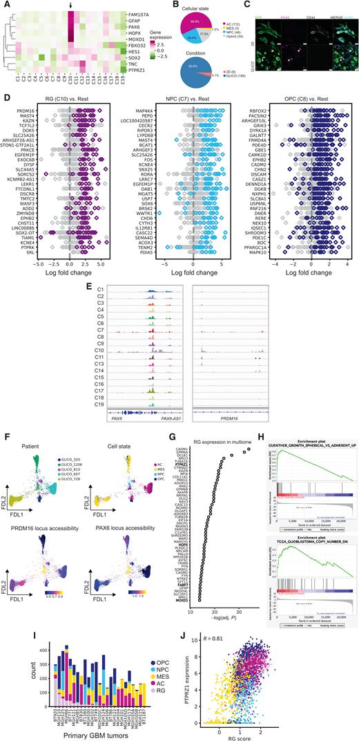 Microenvironment-Driven Dynamic Chromatin Changes in Glioblastoma ...
