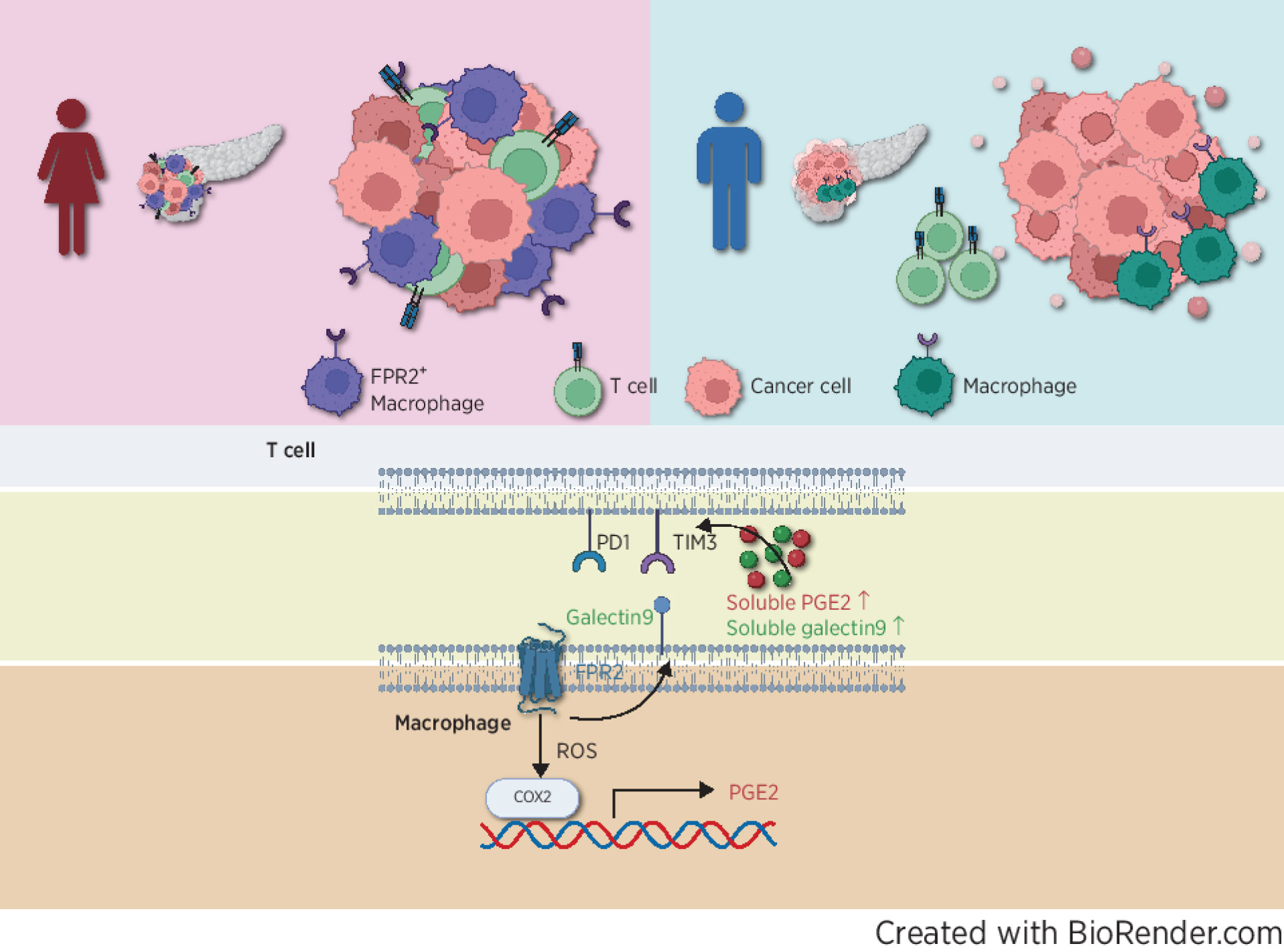 FPR2 Shapes an Immune-Excluded Pancreatic Tumor Microenvironment and ...