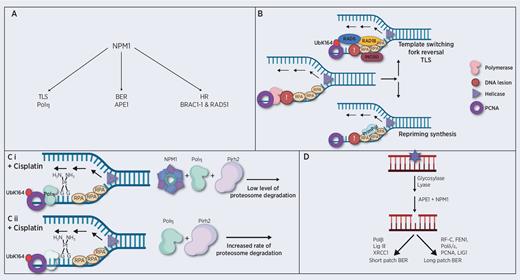 Nucleophosmin Plays a Role in Repairing DNA Damage and Is a Target for ...