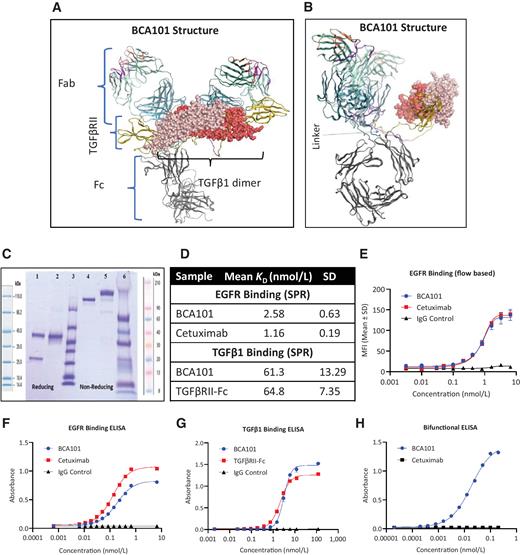 BCA101 Is a Tumor-Targeted Bifunctional Fusion Antibody That ...