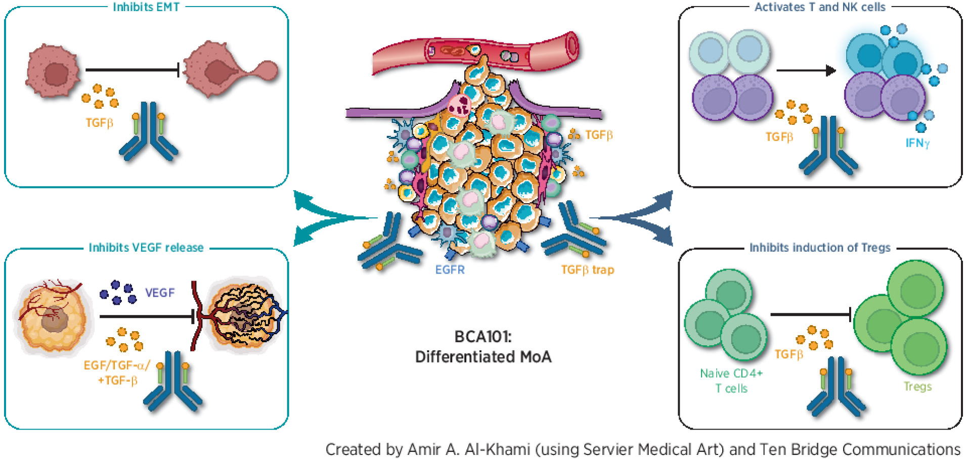 BCA101 Is a Tumor-Targeted Bifunctional Fusion Antibody That ...