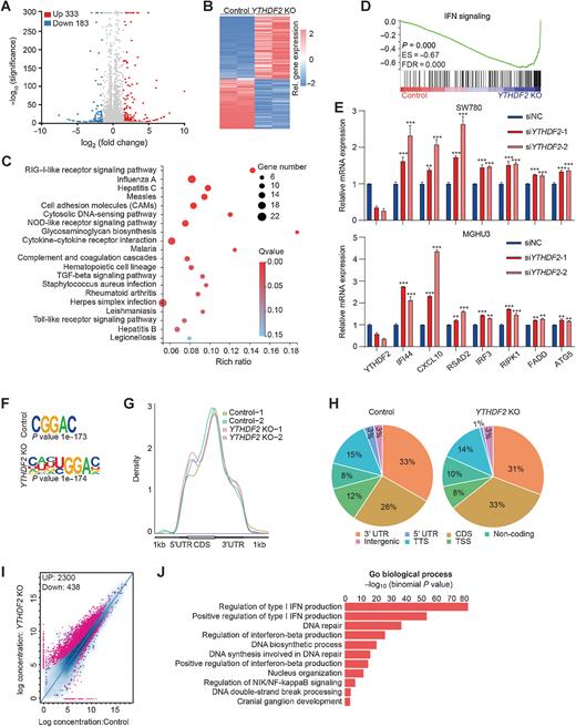 The m6A Reader YTHDF2 Promotes Bladder Cancer Progression by ...