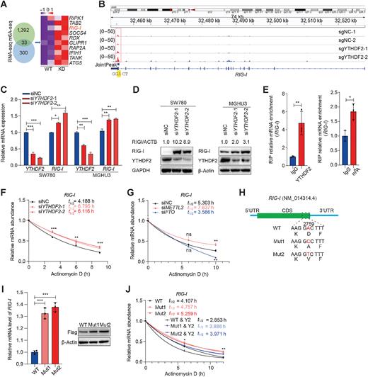 The m6A Reader YTHDF2 Promotes Bladder Cancer Progression by ...