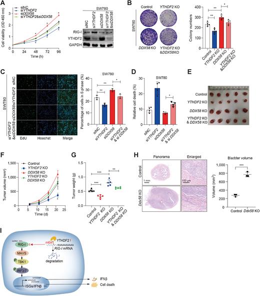 The m6A Reader YTHDF2 Promotes Bladder Cancer Progression by ...
