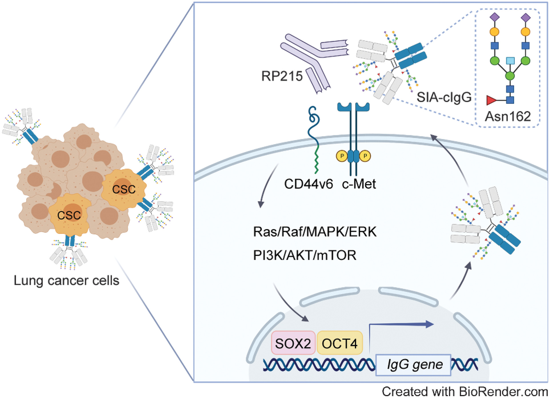A Self-Propagating c-Met–SOX2 Axis Drives Cancer-Derived IgG Signaling ...