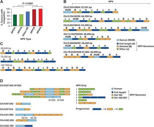 Extrachromosomal Amplification of Human Papillomavirus Episomes Is a ...