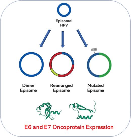 Extrachromosomal Amplification of Human Papillomavirus Episomes Is a ...