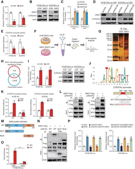 ANO1 Reprograms Cholesterol Metabolism and the Tumor Microenvironment ...