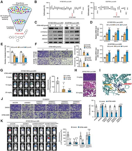 ANO1 Reprograms Cholesterol Metabolism and the Tumor Microenvironment ...