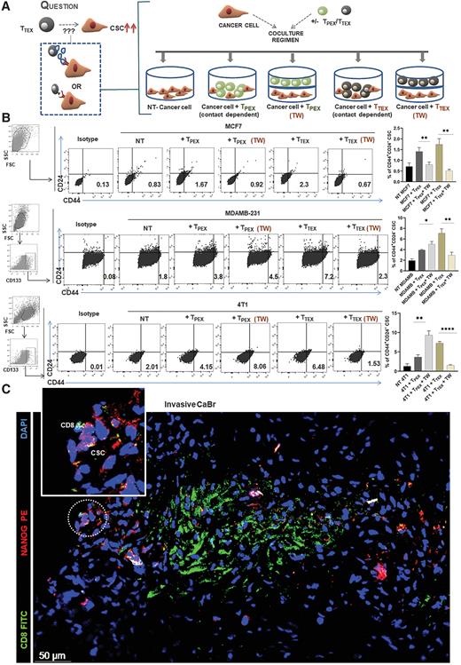 Terminally Exhausted CD8+ T Cells Resistant to PD-1 Blockade Promote ...