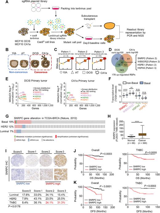 An In Vivo CRISPR Screen Identifies That SNRPC Promotes Triple-Negative ...