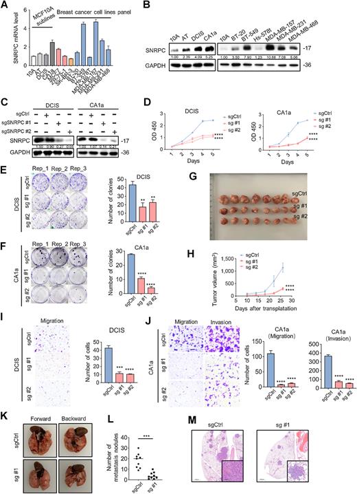 An In Vivo CRISPR Screen Identifies That SNRPC Promotes Triple-Negative ...