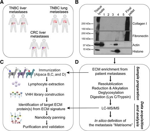 Proteomic Profiling of Extracellular Matrix Components from Patient ...