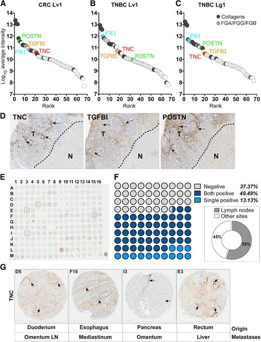 Proteomic Profiling of Extracellular Matrix Components from Patient ...