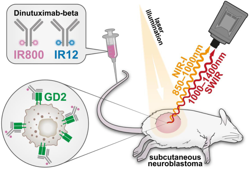 Shortwave Infrared Imaging Enables High-Contrast Fluorescence-Guided ...