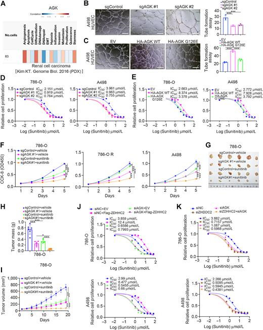 ZDHHC2-Mediated AGK Palmitoylation Activates AKT–mTOR Signaling to ...