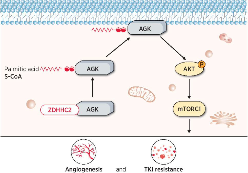 ZDHHC2-Mediated AGK Palmitoylation Activates AKT–mTOR Signaling to ...