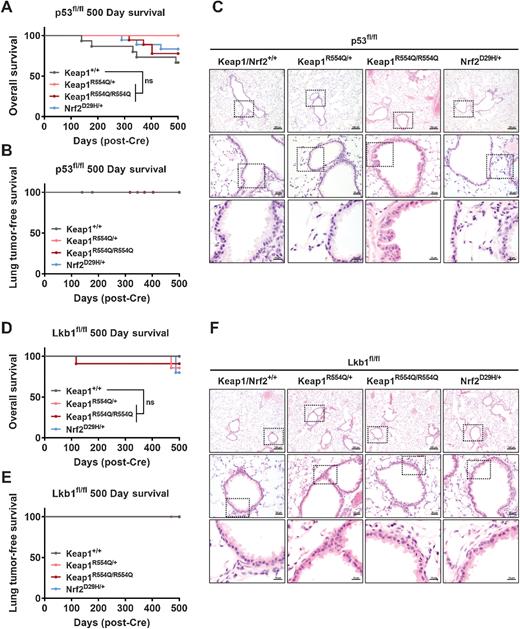 Distinct Nrf2 Signaling Thresholds Mediate Lung Tumor Initiation and ...