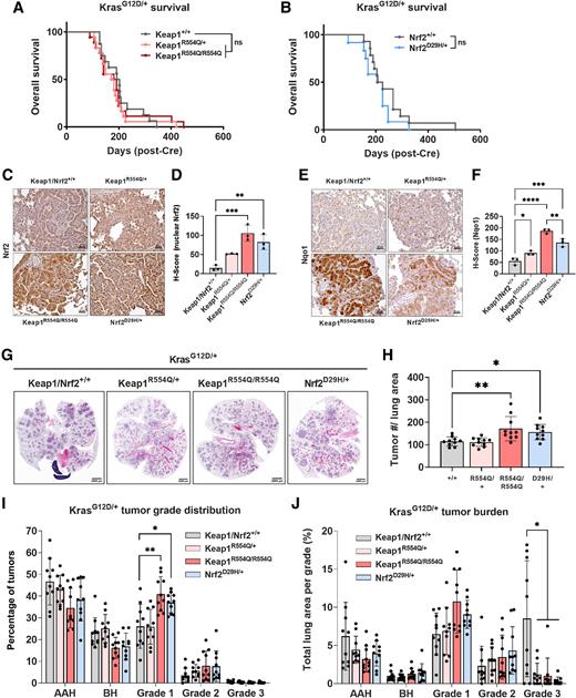 Distinct Nrf2 Signaling Thresholds Mediate Lung Tumor Initiation and ...