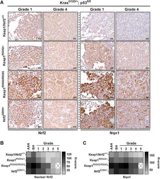 Distinct Nrf2 Signaling Thresholds Mediate Lung Tumor Initiation and ...