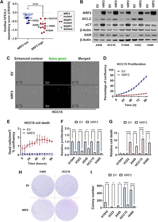 Distinct Nrf2 Signaling Thresholds Mediate Lung Tumor Initiation and ...