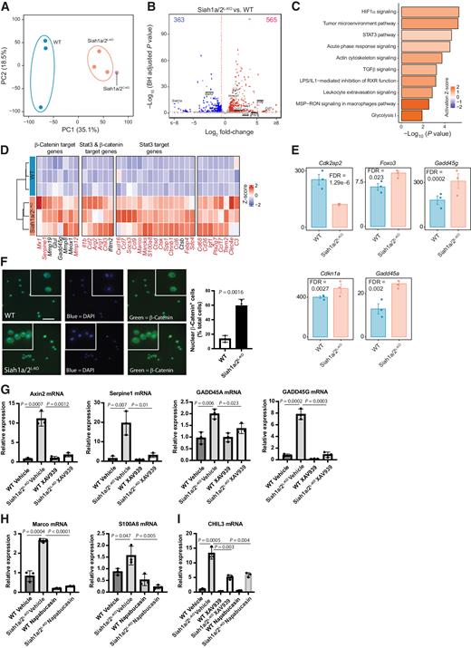 Ubiquitin Ligases Siah1a/2 Control Alveolar Macrophage Functions to ...