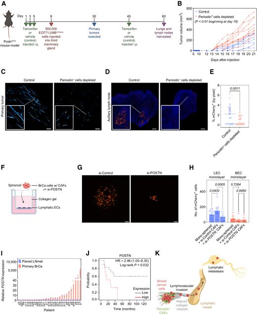 Periostin+ Stromal Cells Guide Lymphovascular Invasion by Cancer Cells ...
