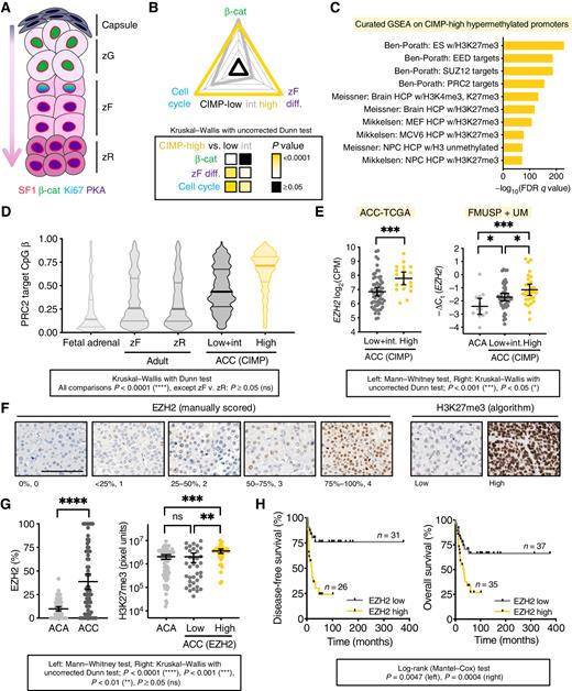 β-Catenin–Driven Differentiation Is a Tissue-Specific Epigenetic ...