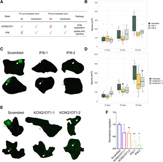 A Rare Subset of Primary Tumor Cells with Concomitant Hyperactivation ...