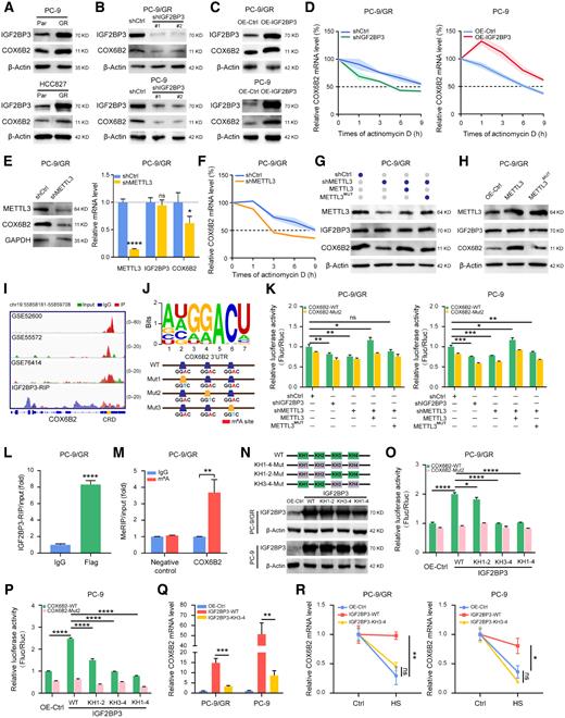 Metabolic Reprogramming Driven by IGF2BP3 Promotes Acquired Resistance ...