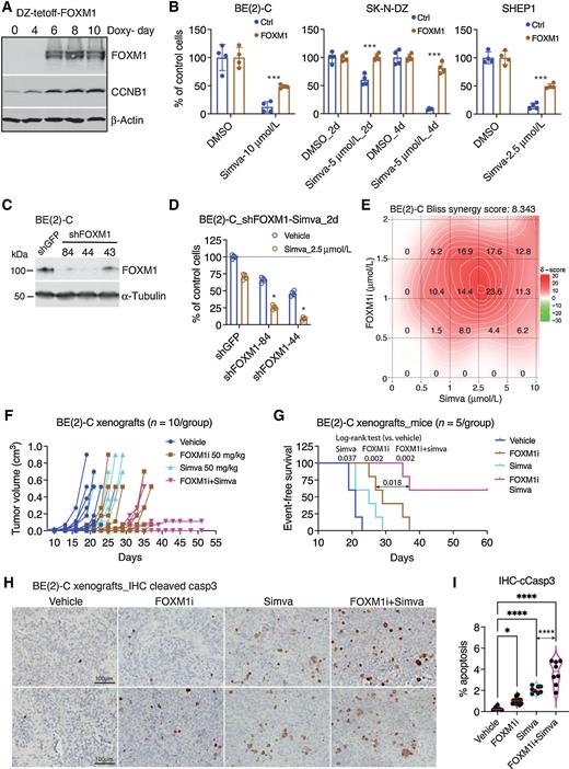 Caffeine Supplementation and FOXM1 Inhibition Enhance the Antitumor ...