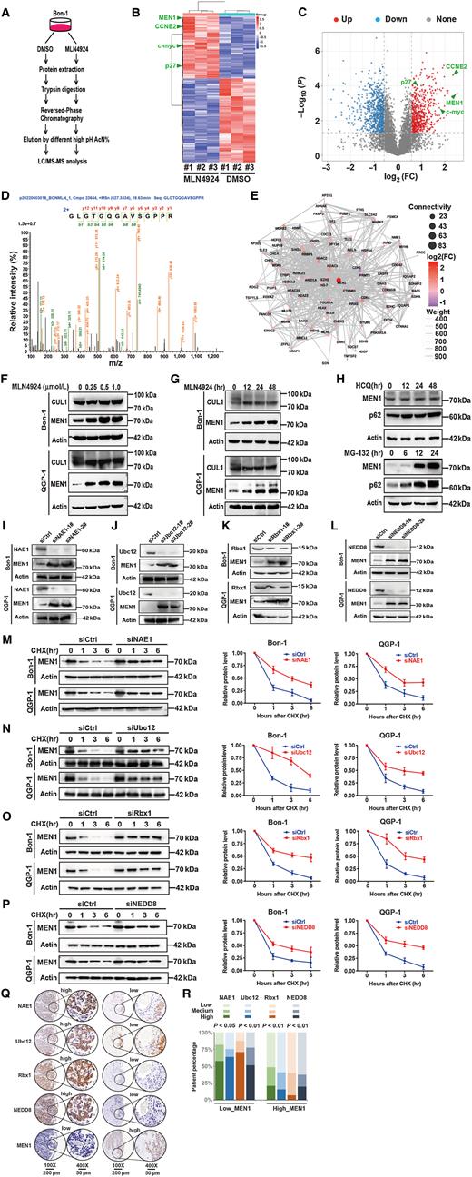 MEN1 Degradation Induced by Neddylation and the CUL4B–DCAF7 Axis ...
