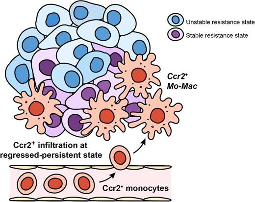 Ccr2+ Monocyte-Derived Macrophages Influence Trajectories of Acquired ...