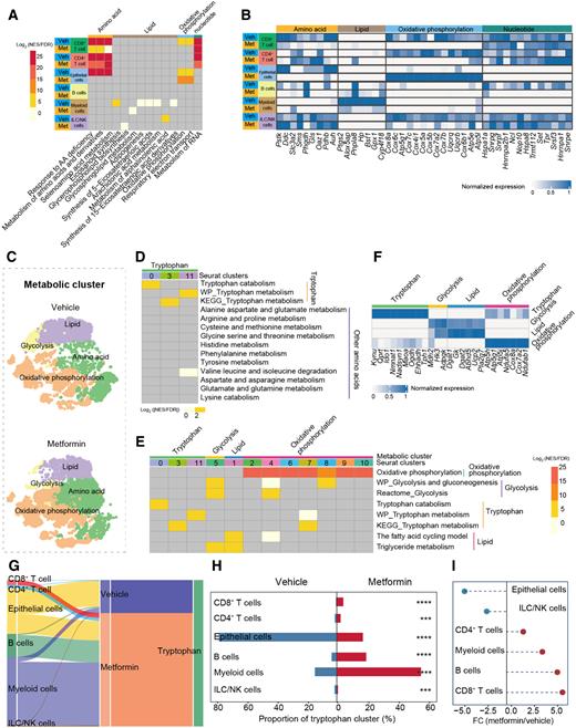Metformin Reprograms Tryptophan Metabolism to Stimulate CD8+ T-cell ...