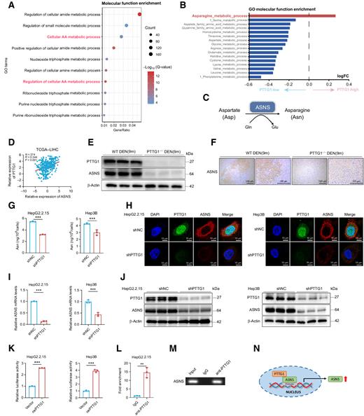 PTTG1 Reprograms Asparagine Metabolism to Promote Hepatocellular ...