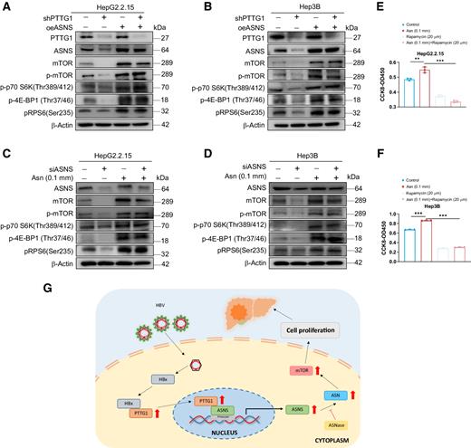PTTG1 Reprograms Asparagine Metabolism to Promote Hepatocellular ...