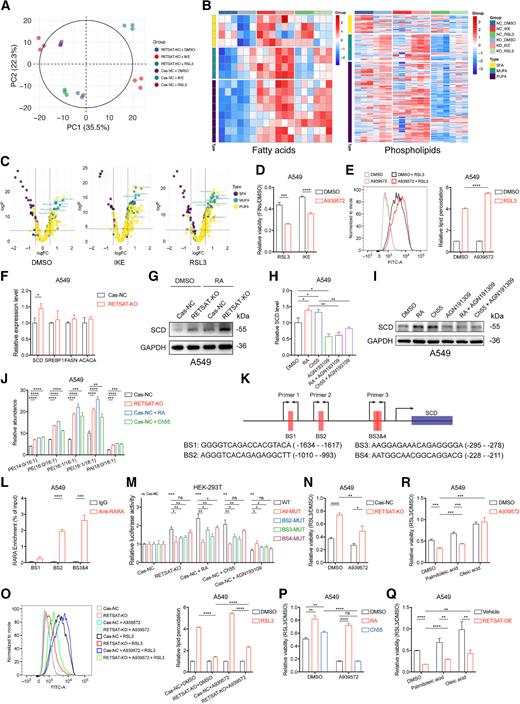 Retinol Saturase Mediates Retinoid Metabolism to Impair a Ferroptosis ...