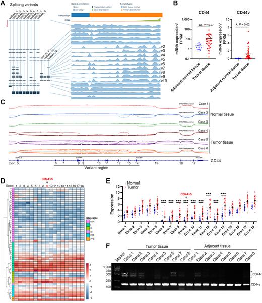 Targeting CD44 Variant 5 with an Antibody–Drug Conjugate Is an ...