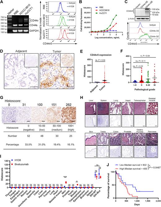 Targeting CD44 Variant 5 with an Antibody–Drug Conjugate Is an ...
