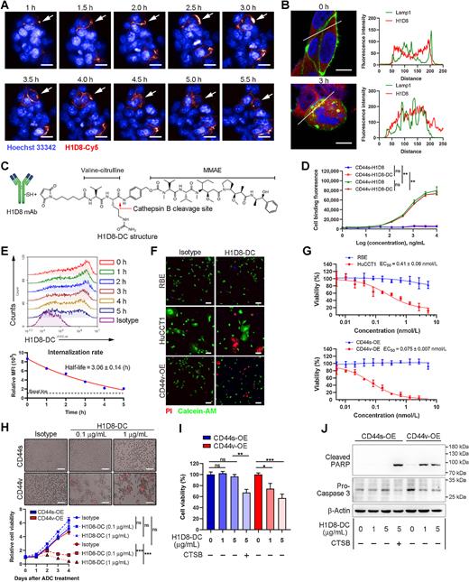 Targeting CD44 Variant 5 with an Antibody–Drug Conjugate Is an ...