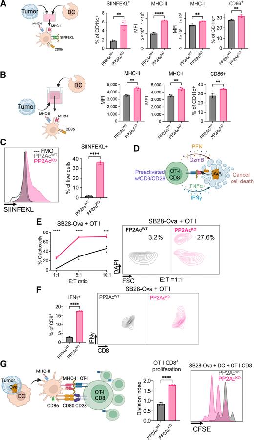 PP2Ac Deficiency Enhances Tumor Immunogenicity by Activating STING–Type ...