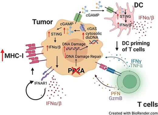 PP2Ac Deficiency Enhances Tumor Immunogenicity by Activating STING–Type ...