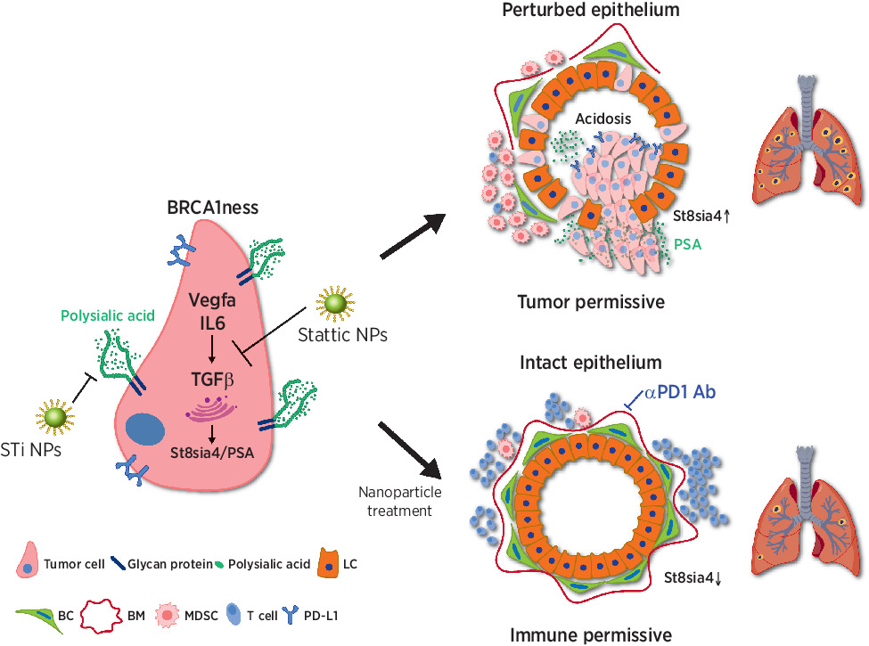 BRCA1 Insufficiency Induces a Hypersialylated Acidic Tumor ...