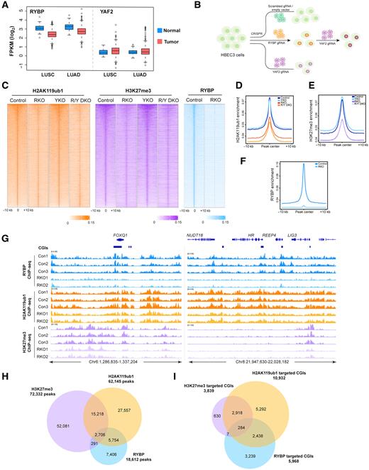 Deficiency of the Polycomb Protein RYBP and TET Methylcytosine Oxidases ...