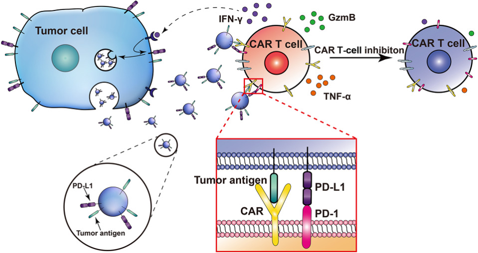 Tumor-Derived Small Extracellular Vesicles Inhibit the Efficacy of CAR ...