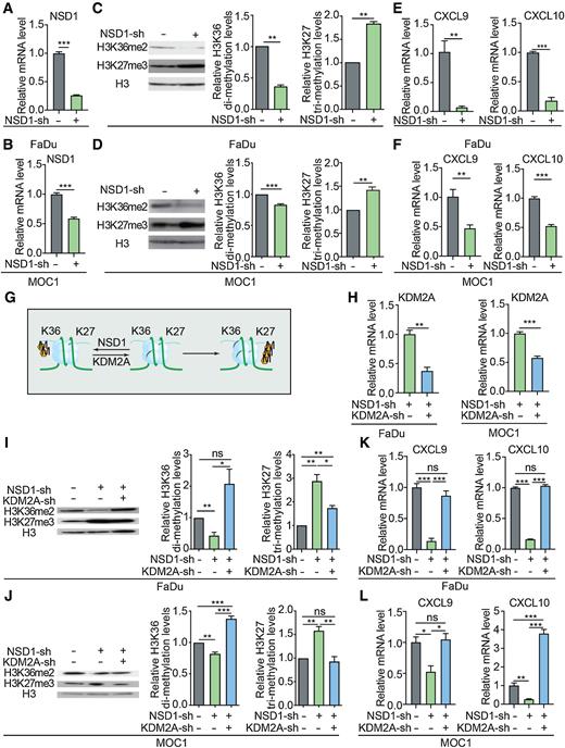 Targeting KDM2A Enhances T-cell Infiltration in NSD1-Deficient Head and ...
