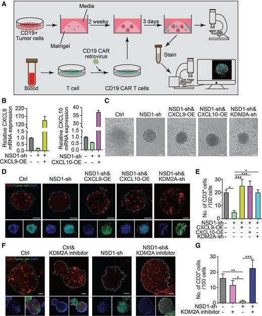 Targeting KDM2A Enhances T-cell Infiltration in NSD1-Deficient Head and ...