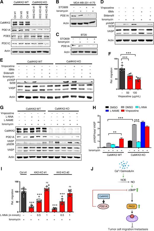 Targeting CaMKK2 Inhibits Actin Cytoskeletal Assembly to Suppress ...