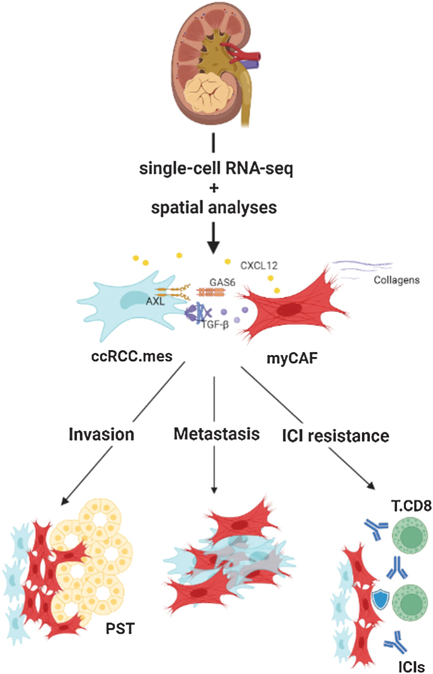 Mesenchymal-like Tumor Cells and Myofibroblastic Cancer-Associated ...