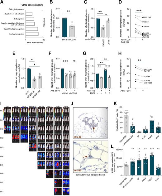 CD36 Drives Metastasis and Relapse in Acute Myeloid Leukemia | Cancer ...